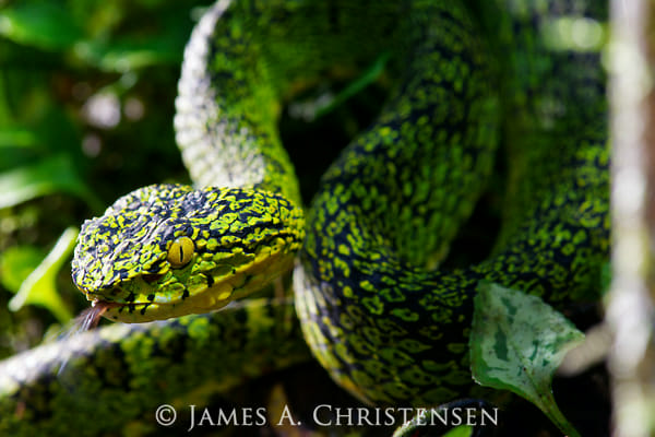 Guess the snake - Test | Quotev