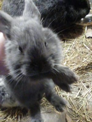 Do you know how to take care of a rabbit? - Test | Quotev