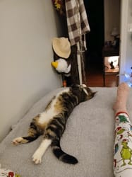 How well do you know cat breeds? - Test | Quotev