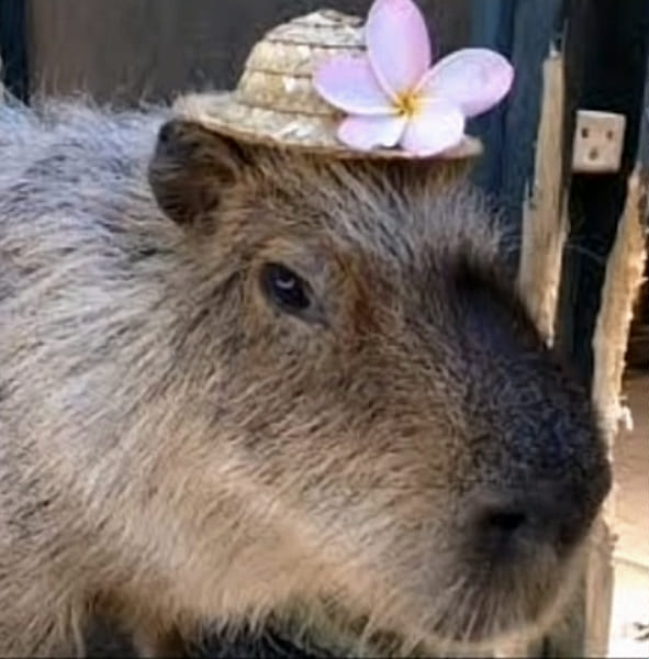 che capybara sei? - Quiz | Quotev