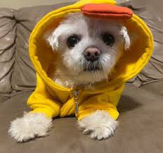 How well do you know Lucy/Rat (BadBoyHalo's Dog)? - Test | Quotev