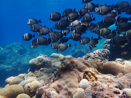 Theriotype!! :-))))) - Quiz | Quotev