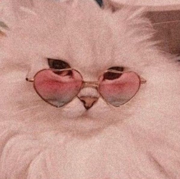 Answer Questions for a Cat Meme - Quiz | Quotev