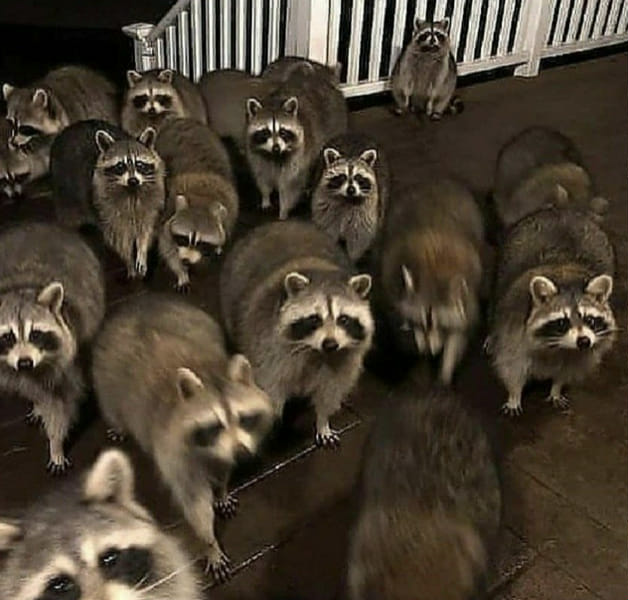 choose & get a raccoon - Quiz | Quotev