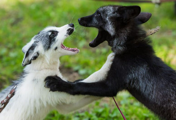 Survey for Alterhumans :) - Survey | Quotev