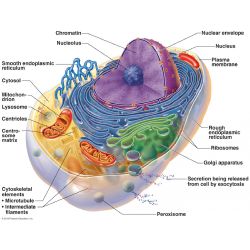 Cell Organelle Personality Quiz - Quiz | Quotev
