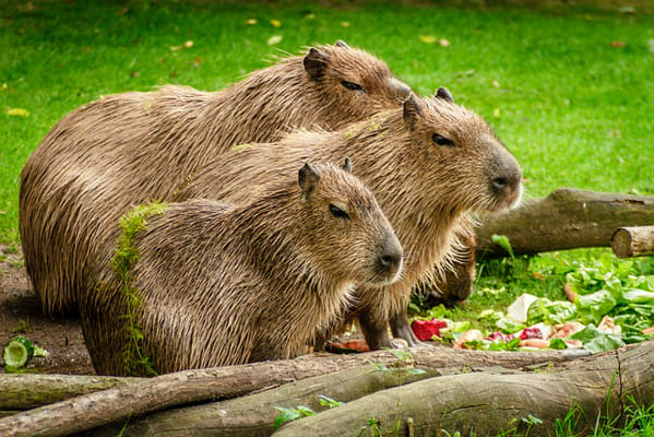 Answer some questions and ill give you a capybara!! - Quiz | Quotev