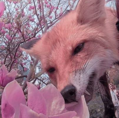 Foxie is inactive TvT | Quotev