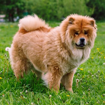 Non-Sporting Group Dogs - Test