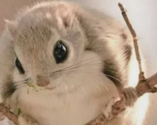 pick some animal pics and get a kpop song - Quiz | Quotev