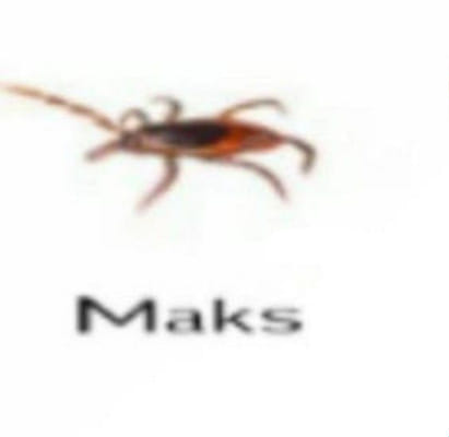 What bug are you? - Quiz | Quotev