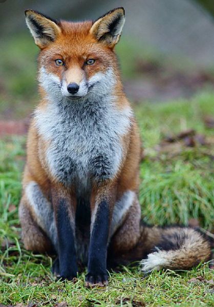 What Colour Fox are you? - Quiz | Quotev