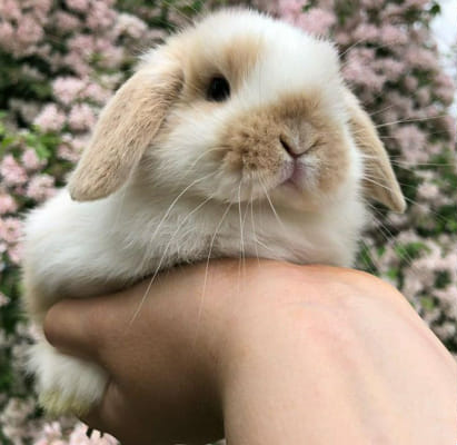 Adopt a baby bunny! (warning, Cute pictures) - Quiz | Quotev