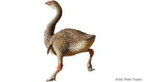 What Goose Breed Are You? - Quiz | Quotev