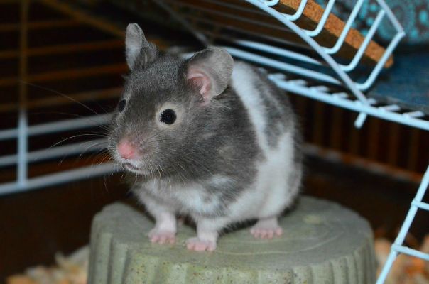 The Ultimate Hamster Care Quiz! - Test | Quotev