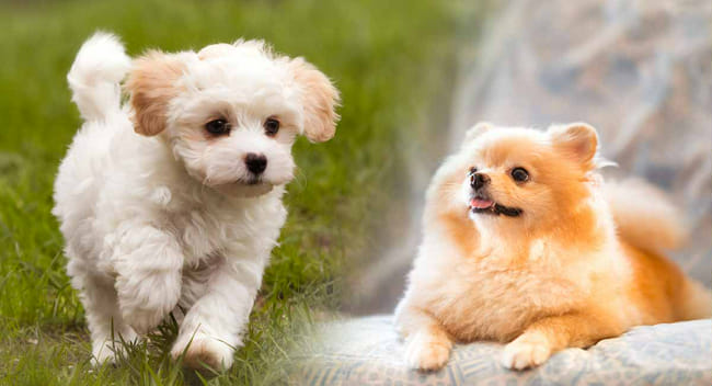 Toy Group Dogs - Test | Quotev