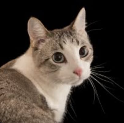 Is it a real cat or a fake cat? - Test | Quotev