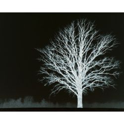 Which spirit follows you - Quiz | Quotev