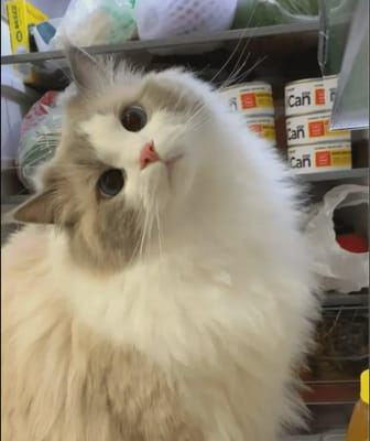 Adopt a homeless cat a get a Harry Potter house! - Quiz | Quotev