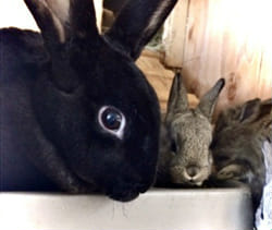 What rabbit breed are you? - Quiz | Quotev