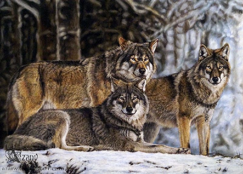 WackyWolf | Quotev