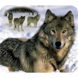 Which wolf are you in the Roan pack? - Quiz | Quotev