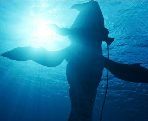 Your Avatar/Na'vi Life! - Quiz | Quotev