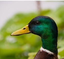 Seriously, Should I Quit Quotev? - Poll | Quotev