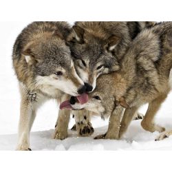 What is your wolf ranking? - Quiz | Quotev