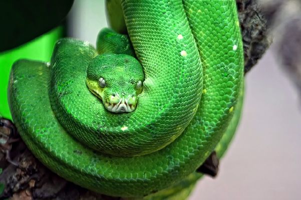 Snakes - Test | Quotev