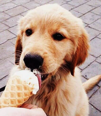 Pick some dogs and get a dog - Quiz | Quotev