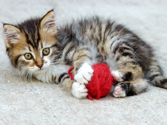 Warrior cats, the bachelor(ette)/dating simulator! (Long) - Quiz | Quotev