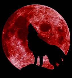 Shadow Wolf | Quotev