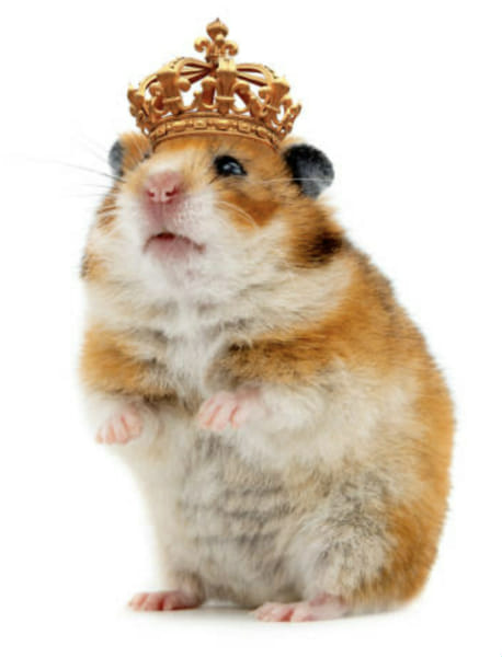 Which Hamster are You? - Quiz | Quotev