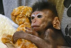 Marrinette's monkey | Quotev