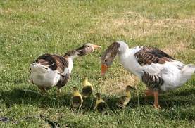 What Goose Breed Are You? - Quiz | Quotev