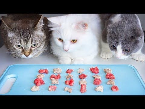 Which of Munchkin's cats are you? - Quiz | Quotev