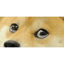 How much do you know doge - Test | Quotev