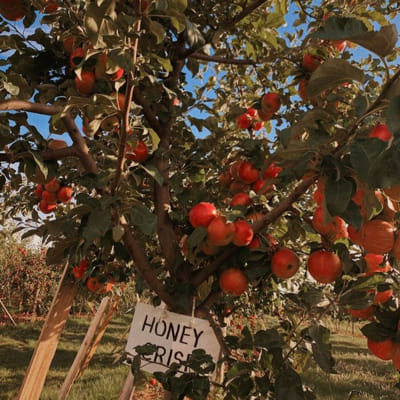 𝚏𝚊𝚕𝚕𝚒𝚗𝚐 𝚕𝚎𝚊𝚟𝚎𝚜 - Quiz | Quotev