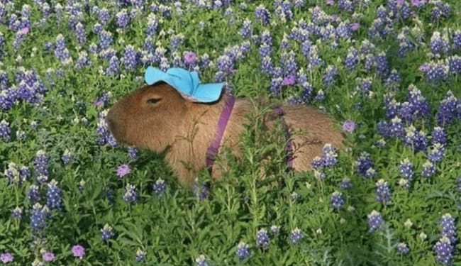 what capybara are you? - Quiz | Quotev