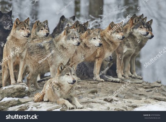 What Wolves Rank In A Wolf Pack are you - Quiz | Quotev