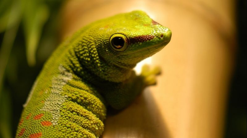 The Optimistic Gecko | Quotev