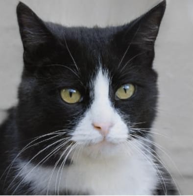 Is it a real cat or a fake cat? - Test | Quotev