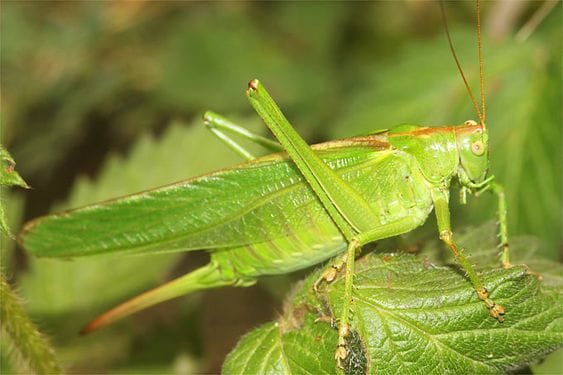 Free response survey on insects - Survey | Quotev