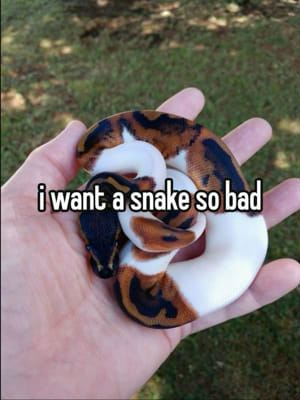 What is your Skandar element - Quiz | Quotev