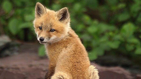 Are you a fox? - Quiz | Quotev