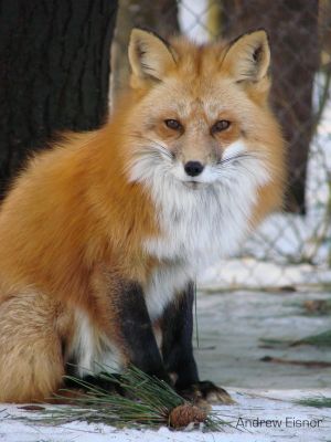 Cute Fluffy Fox 10 Cute Fox Photos And Fun Facts To Brighten Your Day