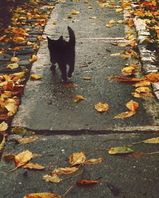 The Ultimate Personality Quiz - Quiz | Quotev