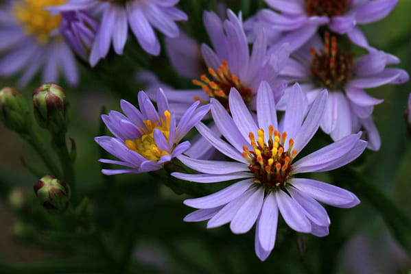 pjsk personality test :D - Quiz | Quotev