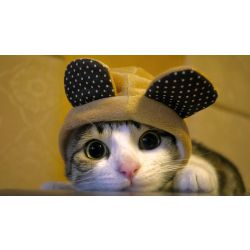 How adorable are you? - Quiz | Quotev